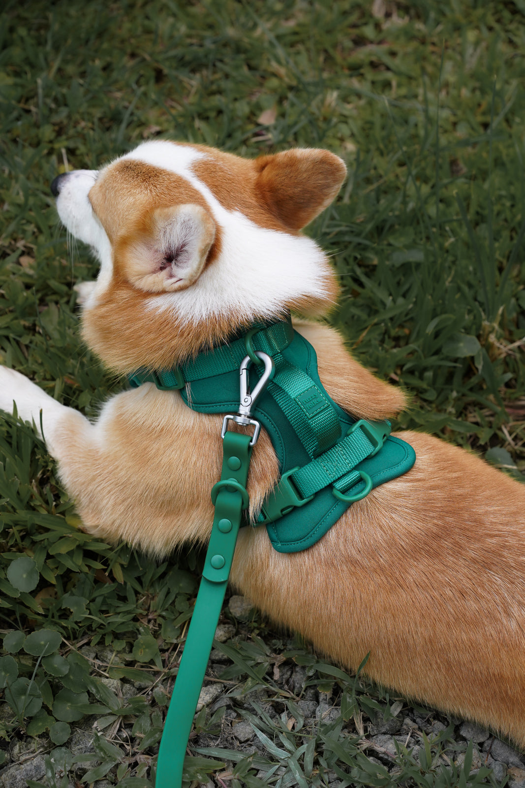 Walk – fuzzy folks